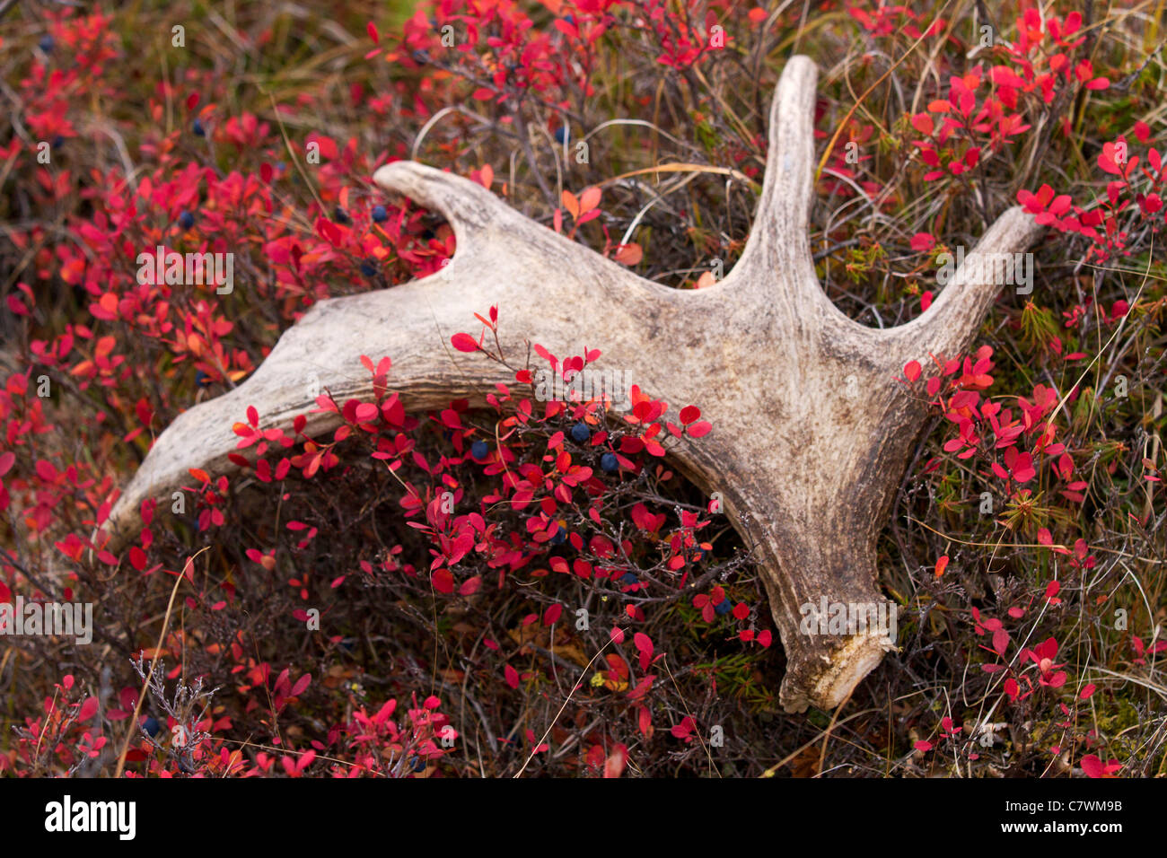 Tettoia Dei Palchi Immagini e Fotos Stock - Alamy