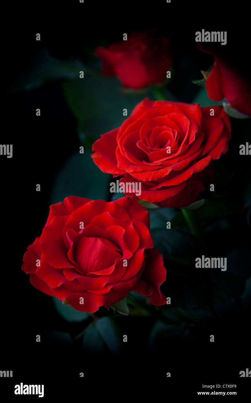 Due rose rosse immagini e fotografie stock ad alta risoluzione - Alamy