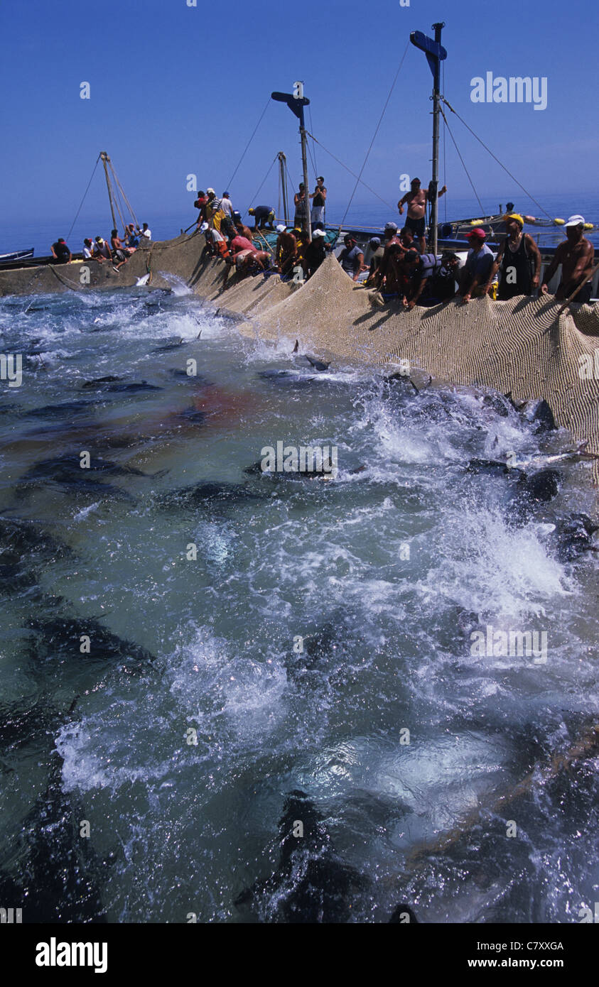 Sicily tuna fishing (mattanza) immagini e fotografie stock ad alta ...