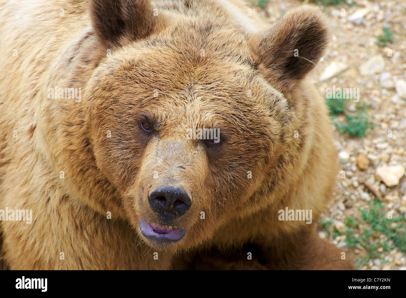 Orso arrabbiato immagini e fotografie stock ad alta risoluzione - Alamy