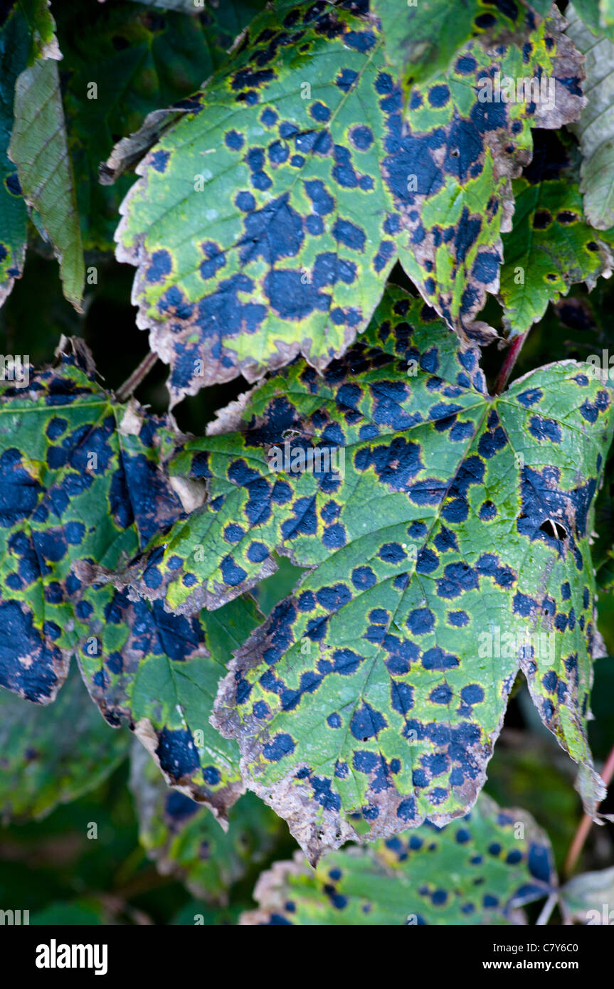 Malattia delle macchie di catrame immagini e fotografie stock ad alta ...