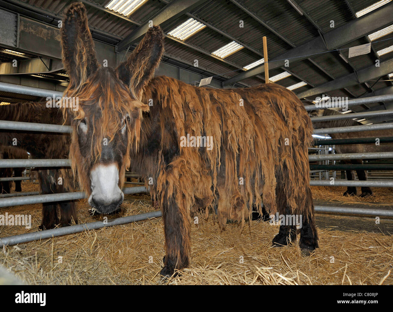 Asino francese immagini e fotografie stock ad alta risoluzione - Alamy
