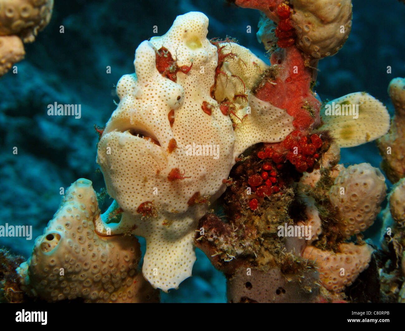 Mimetica di pesce rana immagini e fotografie stock ad alta risoluzione ...