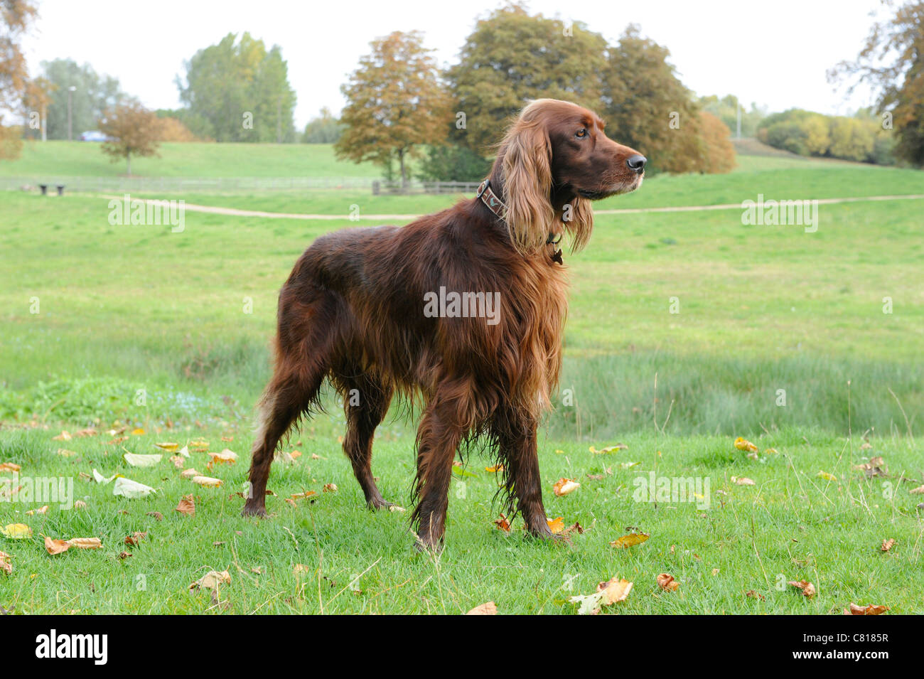 Bone setter immagini e fotografie stock ad alta risoluzione - Alamy