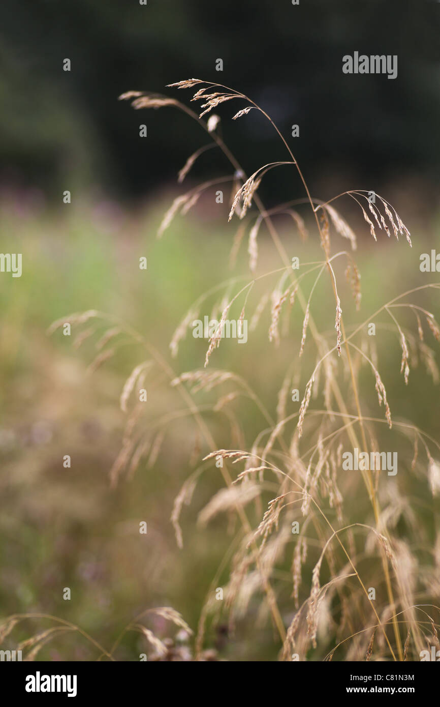 Festuca gigante immagini e fotografie stock ad alta risoluzione - Alamy