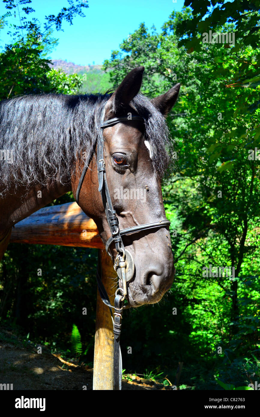 Cavallo stallone immagini e fotografie stock ad alta risoluzione - Alamy
