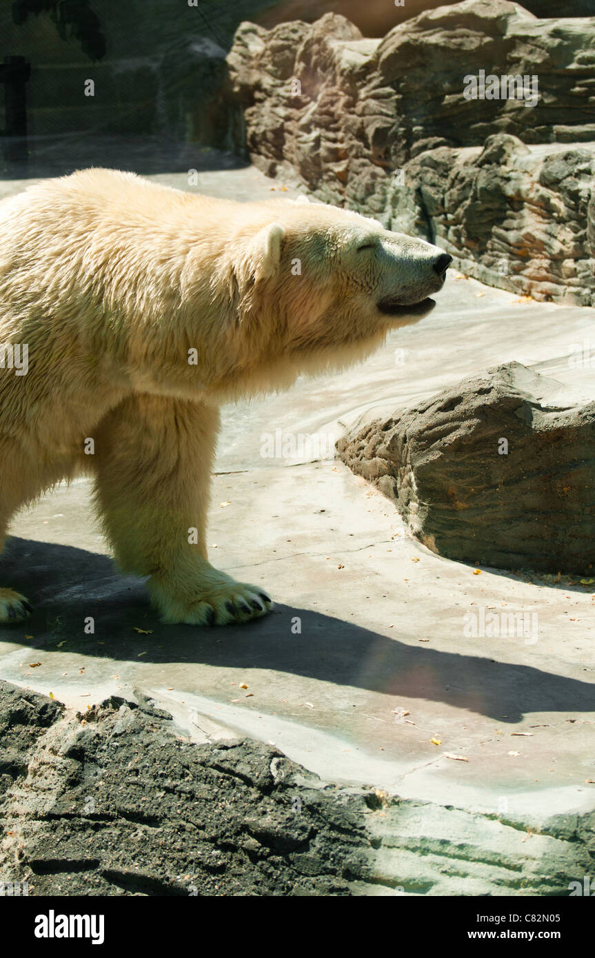 Sorriso dell'orso polare immagini e fotografie stock ad alta ...