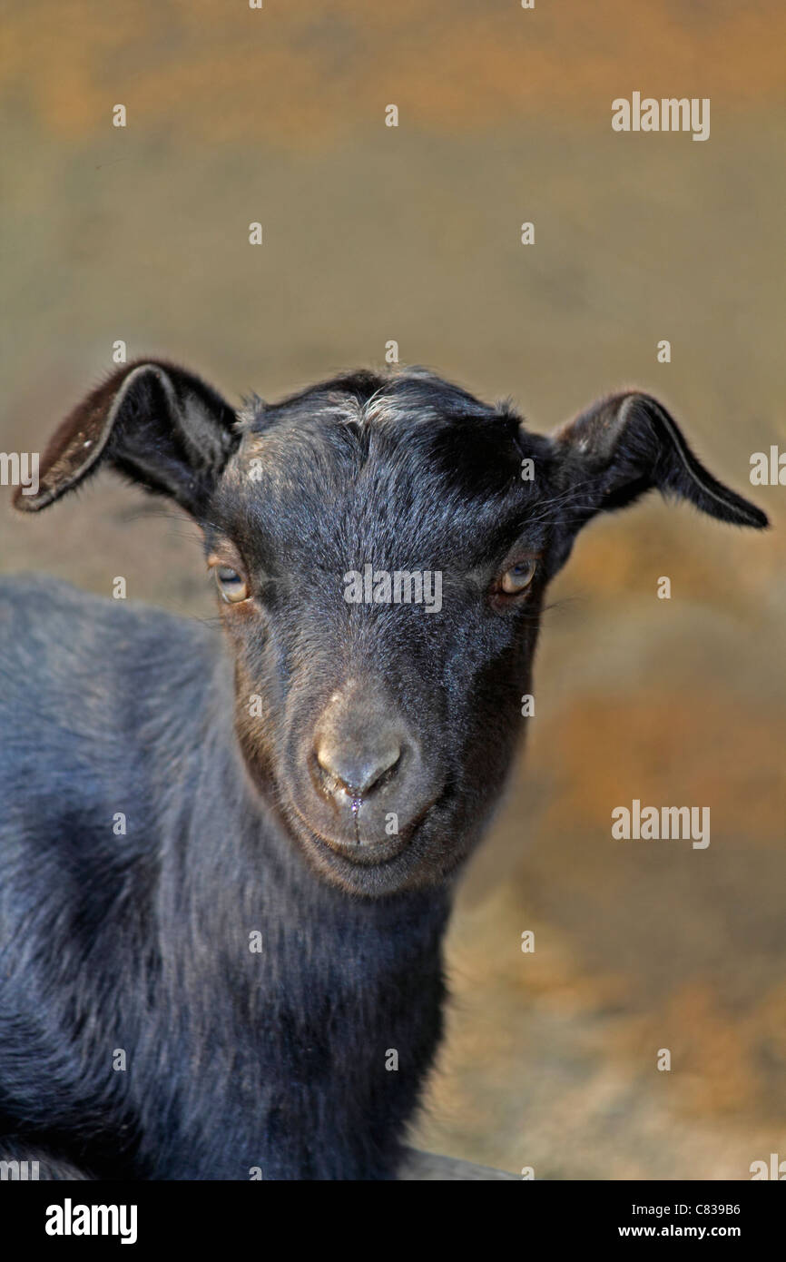 Capra giovane immagini e fotografie stock ad alta risoluzione - Alamy