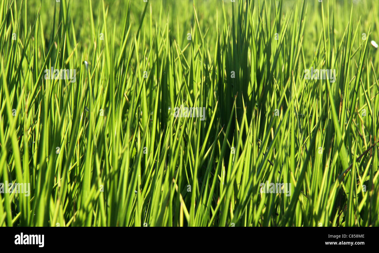 Belle lame d'erba immagini e fotografie stock ad alta risoluzione - Alamy