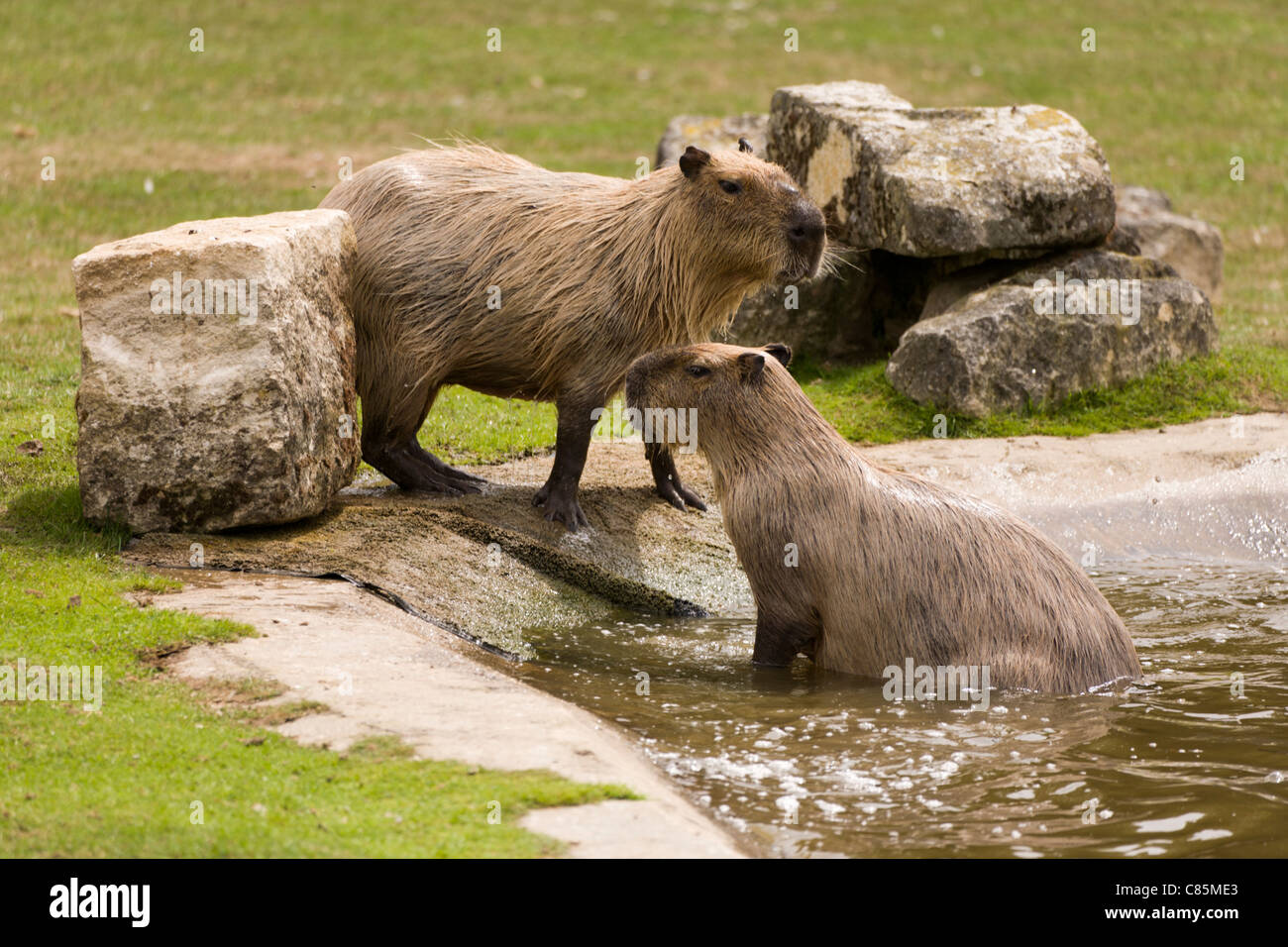Zoo di capibara immagini e fotografie stock ad alta risoluzione - Alamy