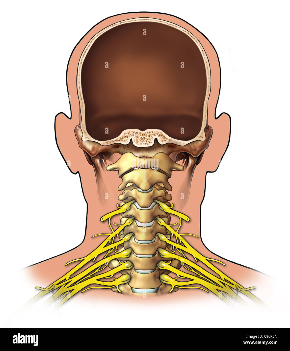 Cervical plexus immagini e fotografie stock ad alta risoluzione - Alamy