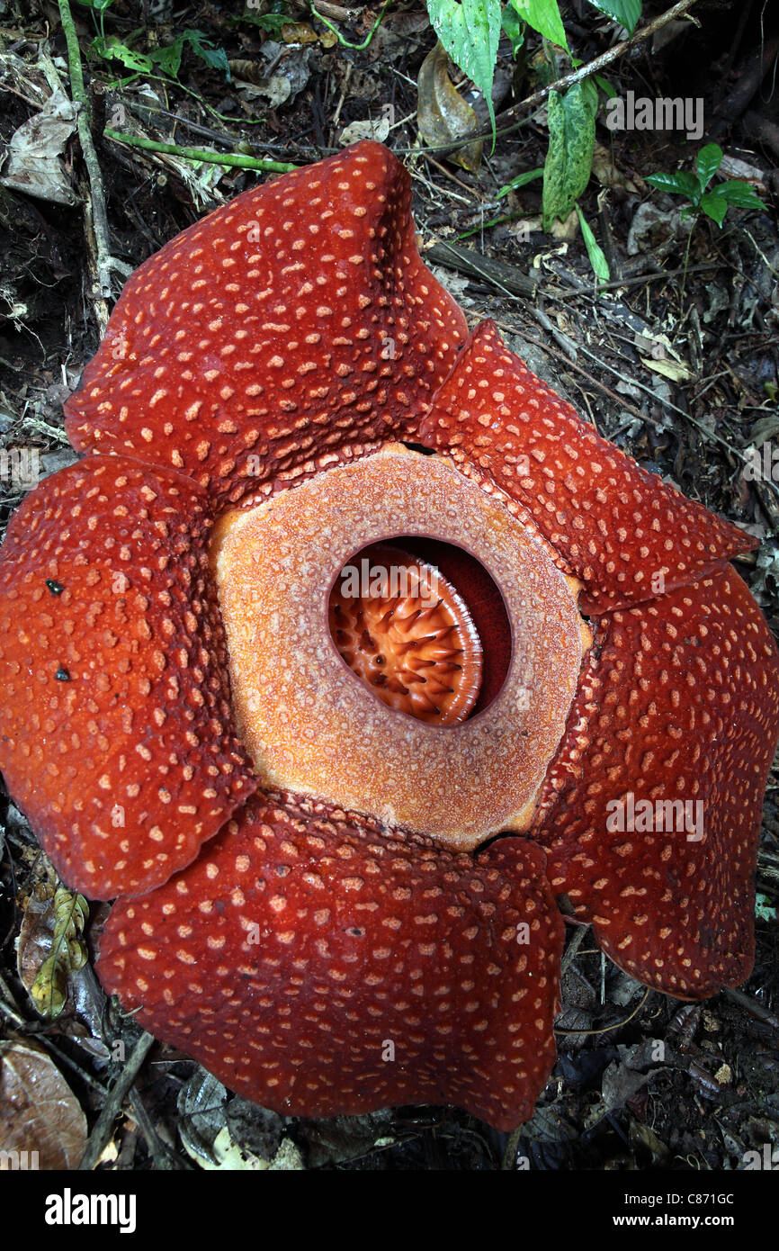 Rafflesia gigante immagini e fotografie stock ad alta risoluzione - Alamy