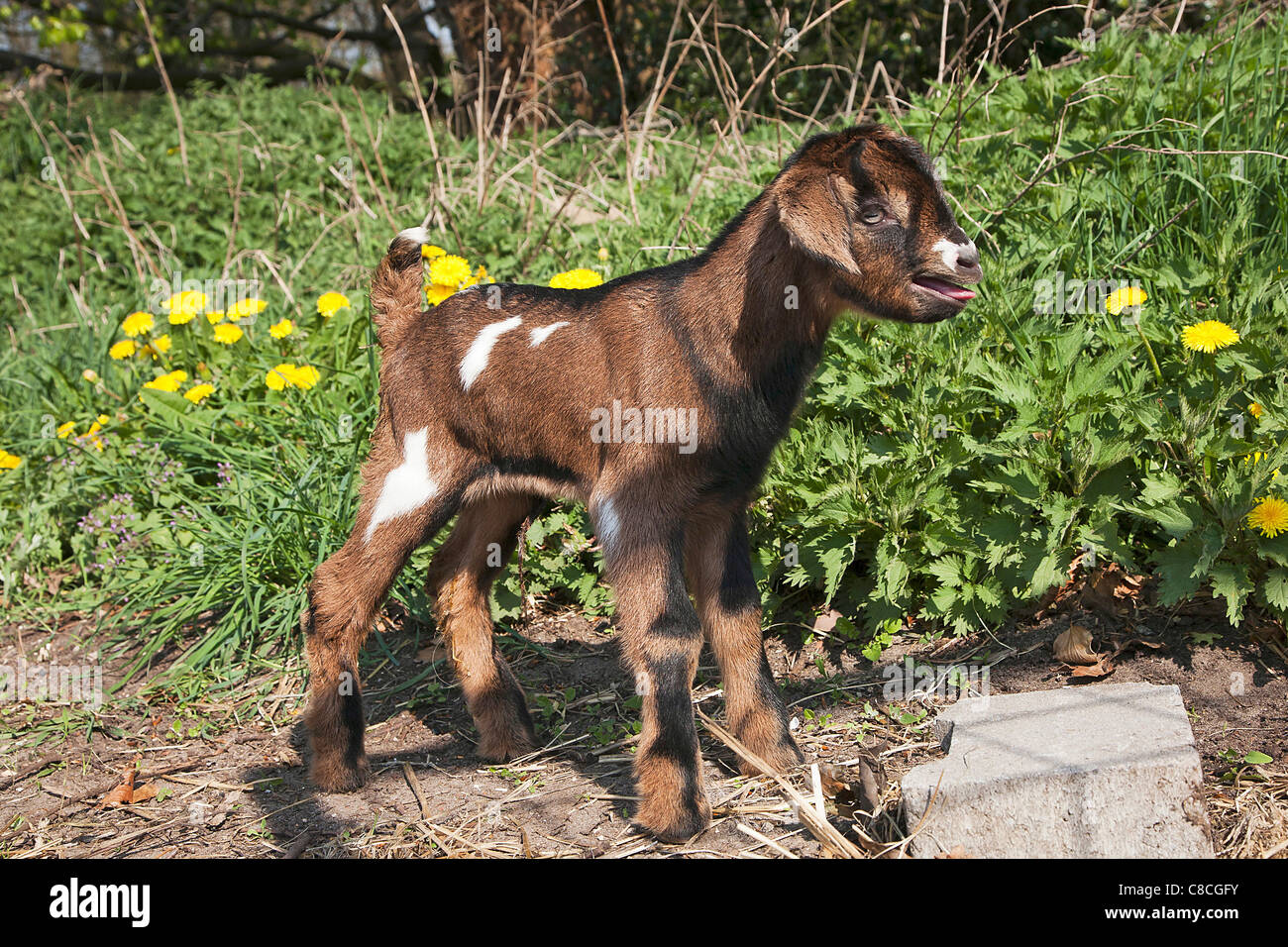 Capra boera capra hircus immagini e fotografie stock ad alta ...