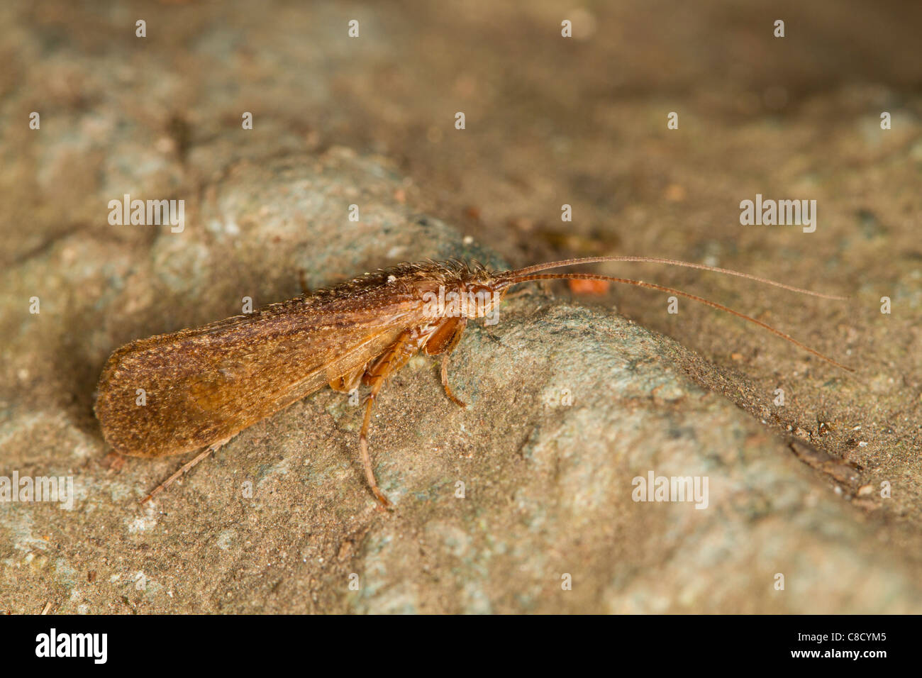 Trichoptera caddisfly immagini e fotografie stock ad alta risoluzione - Alamy