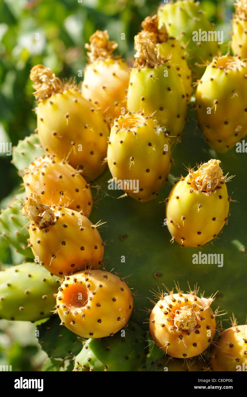 Fichi d'india immagini e fotografie stock ad alta risoluzione - Alamy