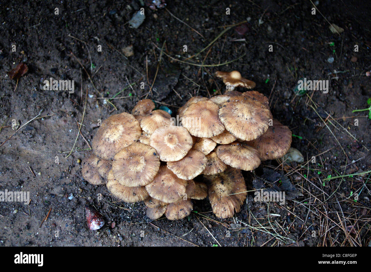Funghi saprofiti immagini e fotografie stock ad alta risoluzione - Alamy