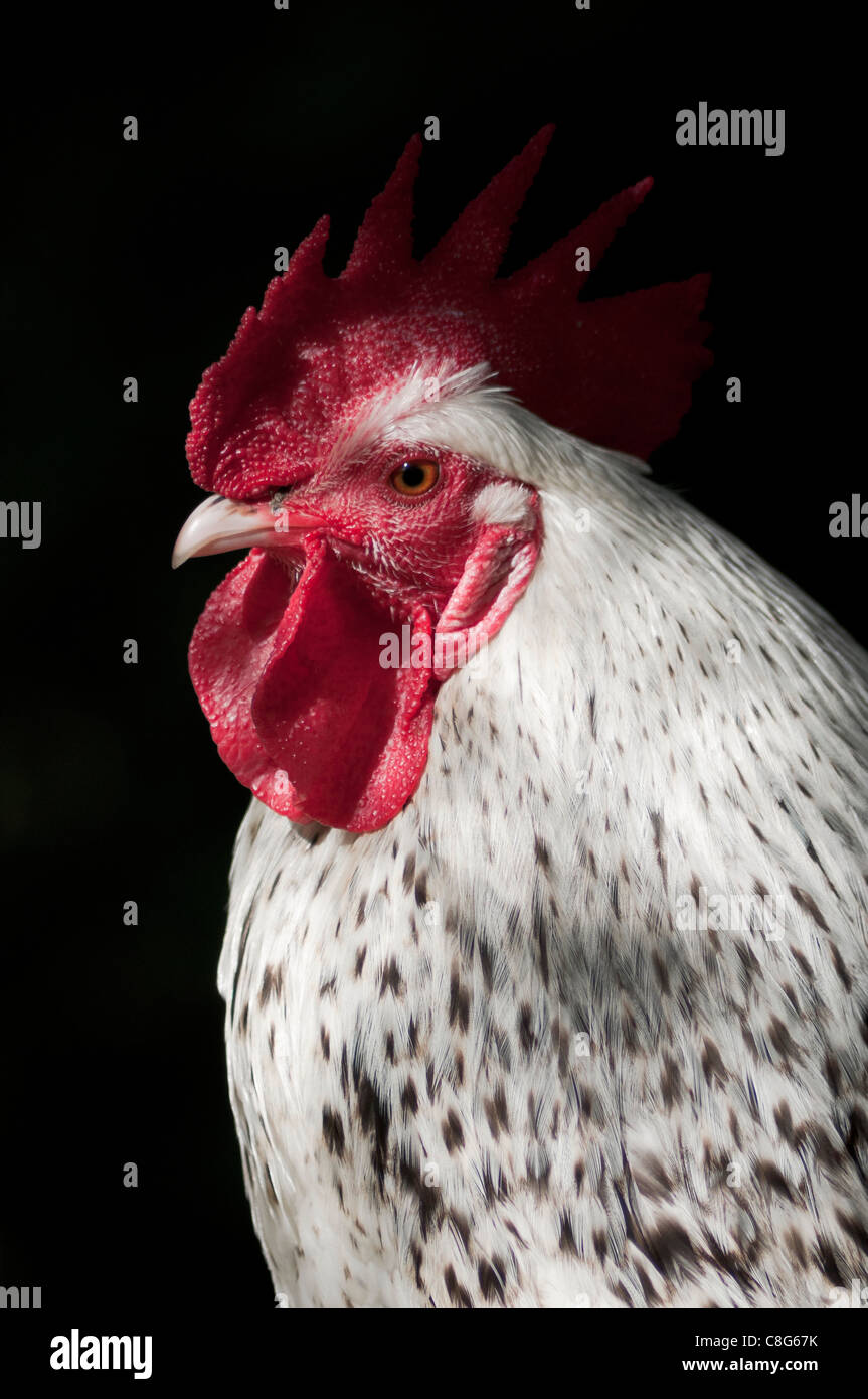 Galletto bantam immagini e fotografie stock ad alta risoluzione - Alamy