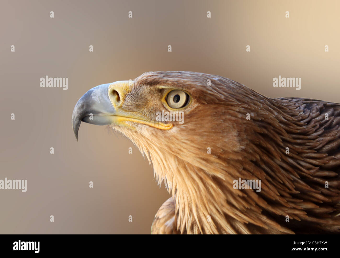 Aquila reale immagini e fotografie stock ad alta risoluzione - Alamy