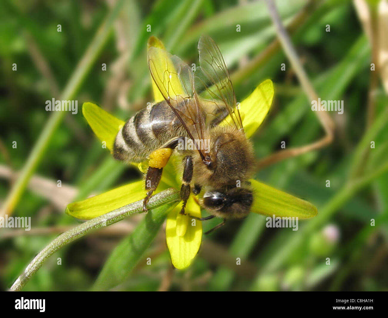 Ape sulla fauna immagini e fotografie stock ad alta risoluzione - Alamy
