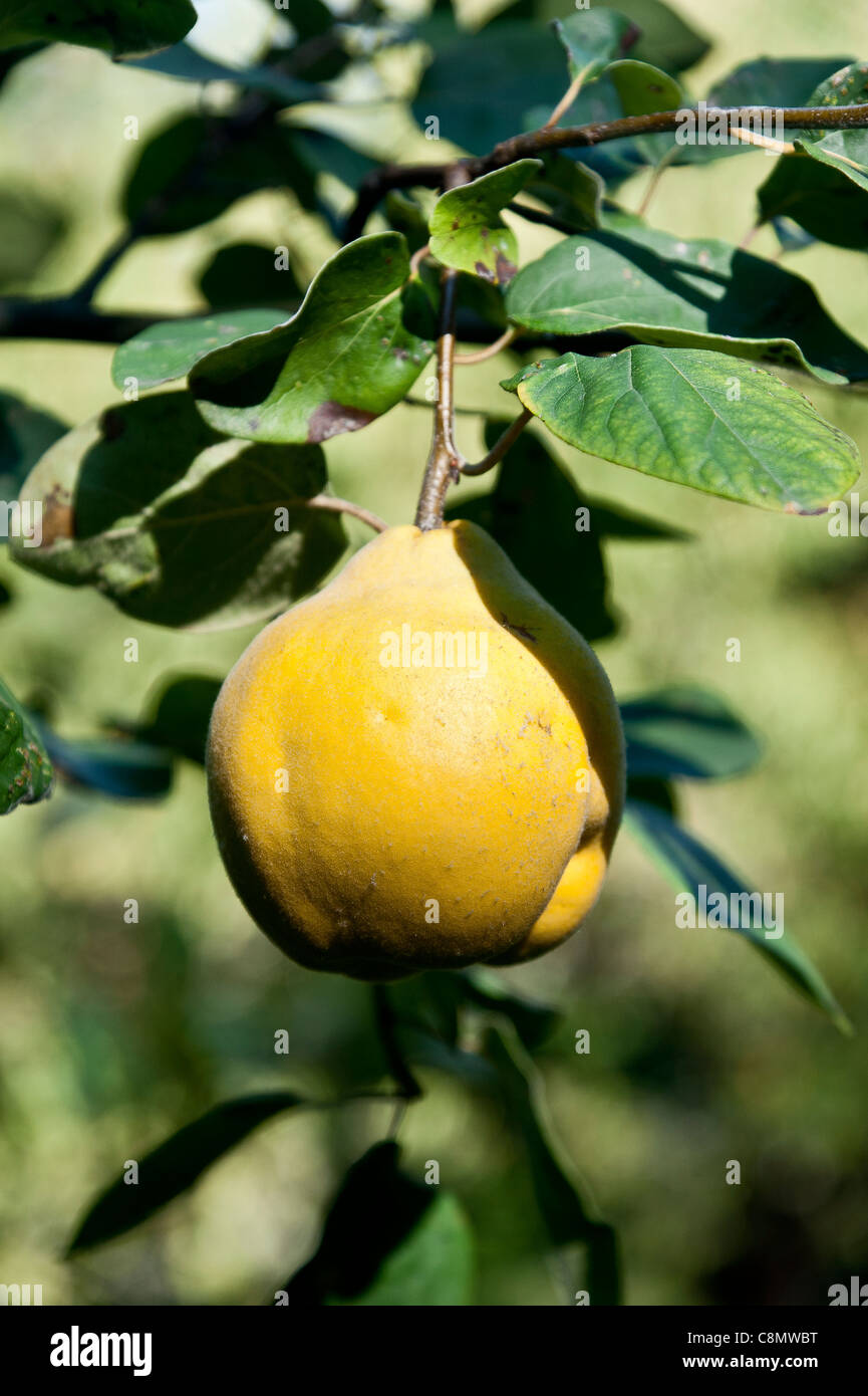 Frutta frutto natura pianta botanica mela cotogna matura immagini e ...