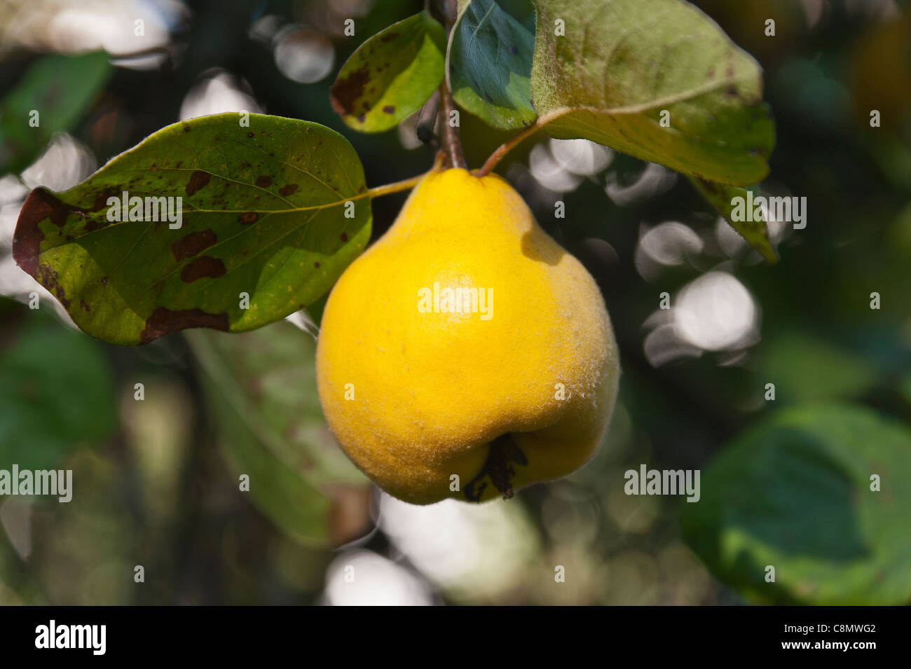 Come mela cotogna immagini e fotografie stock ad alta risoluzione - Alamy