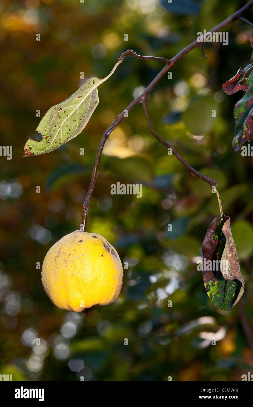 Frutta frutto natura pianta botanica mela cotogna matura immagini e ...