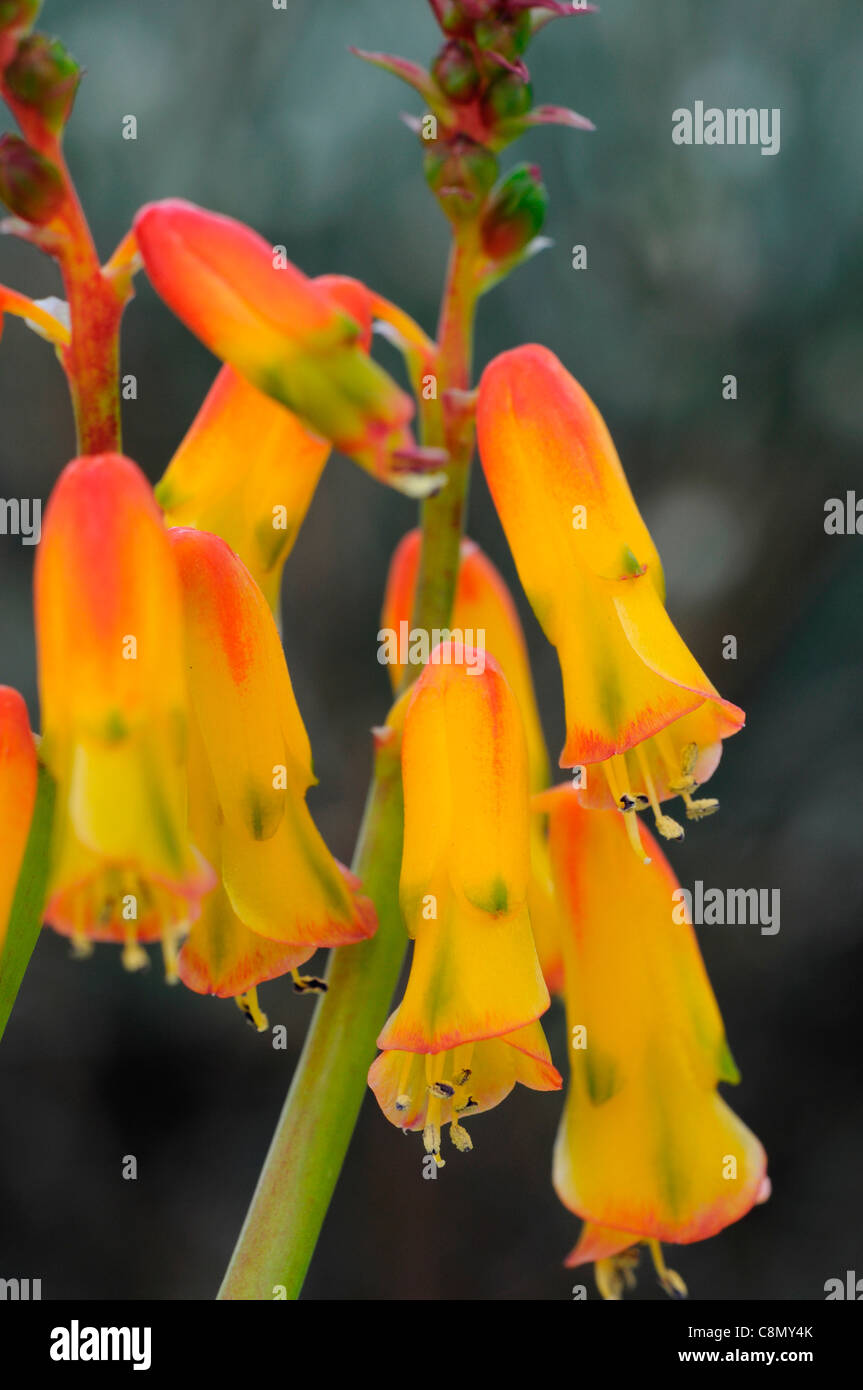 Pianta tropicale immagini e fotografie stock ad alta risoluzione - Alamy