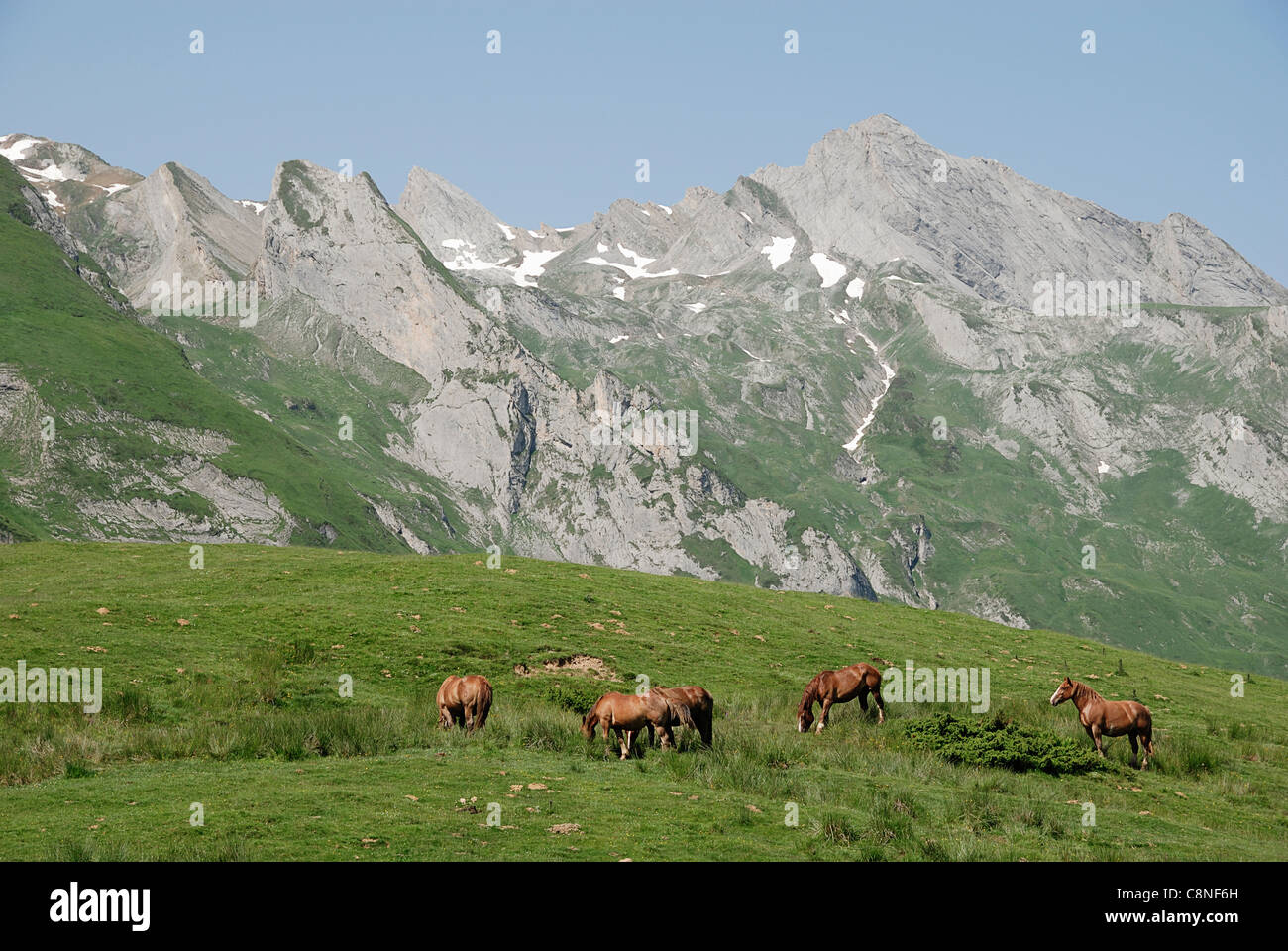 Pascolo delle montagne immagini e fotografie stock ad alta risoluzione ...
