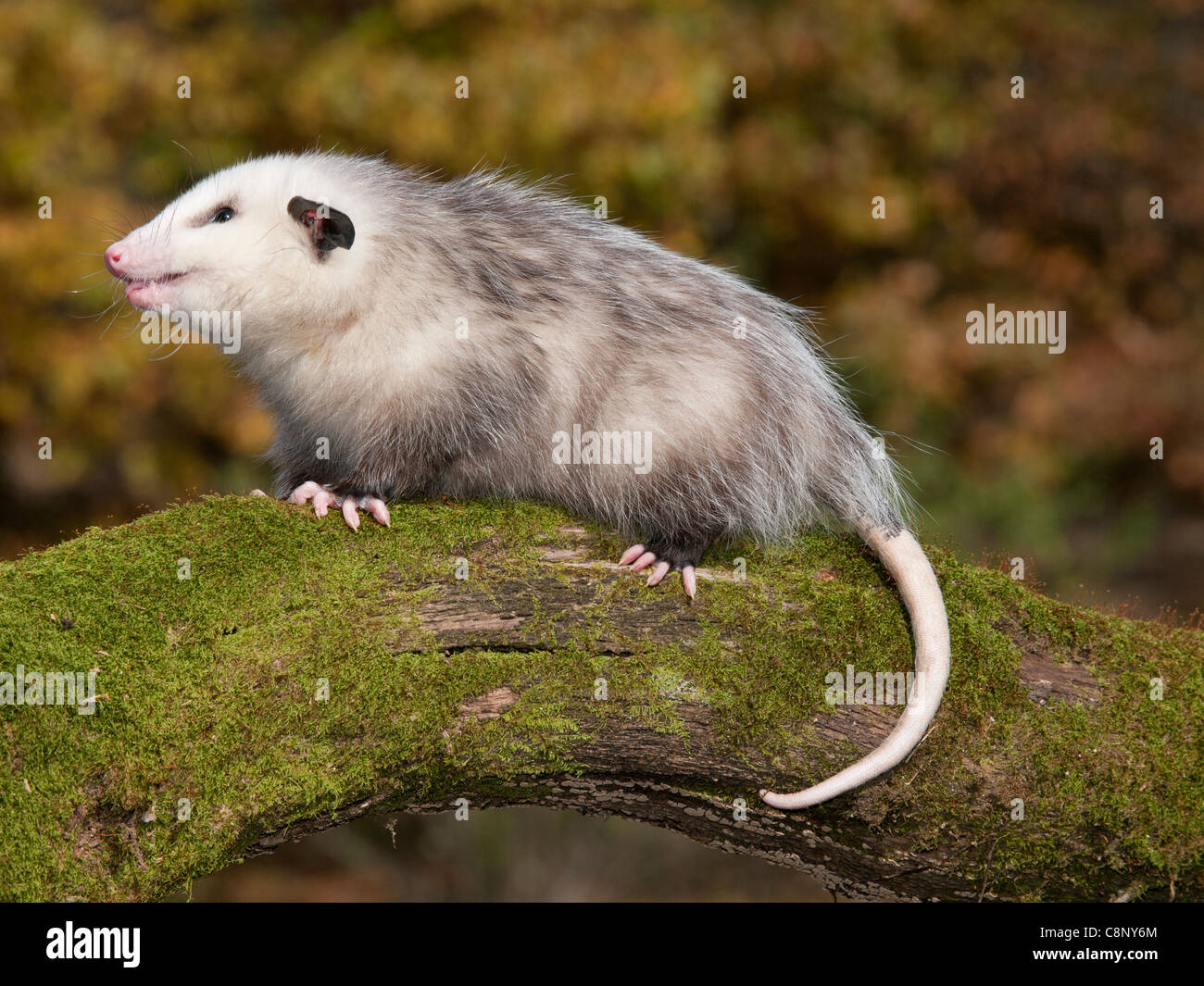 Opossum teeth immagini e fotografie stock ad alta risoluzione - Alamy