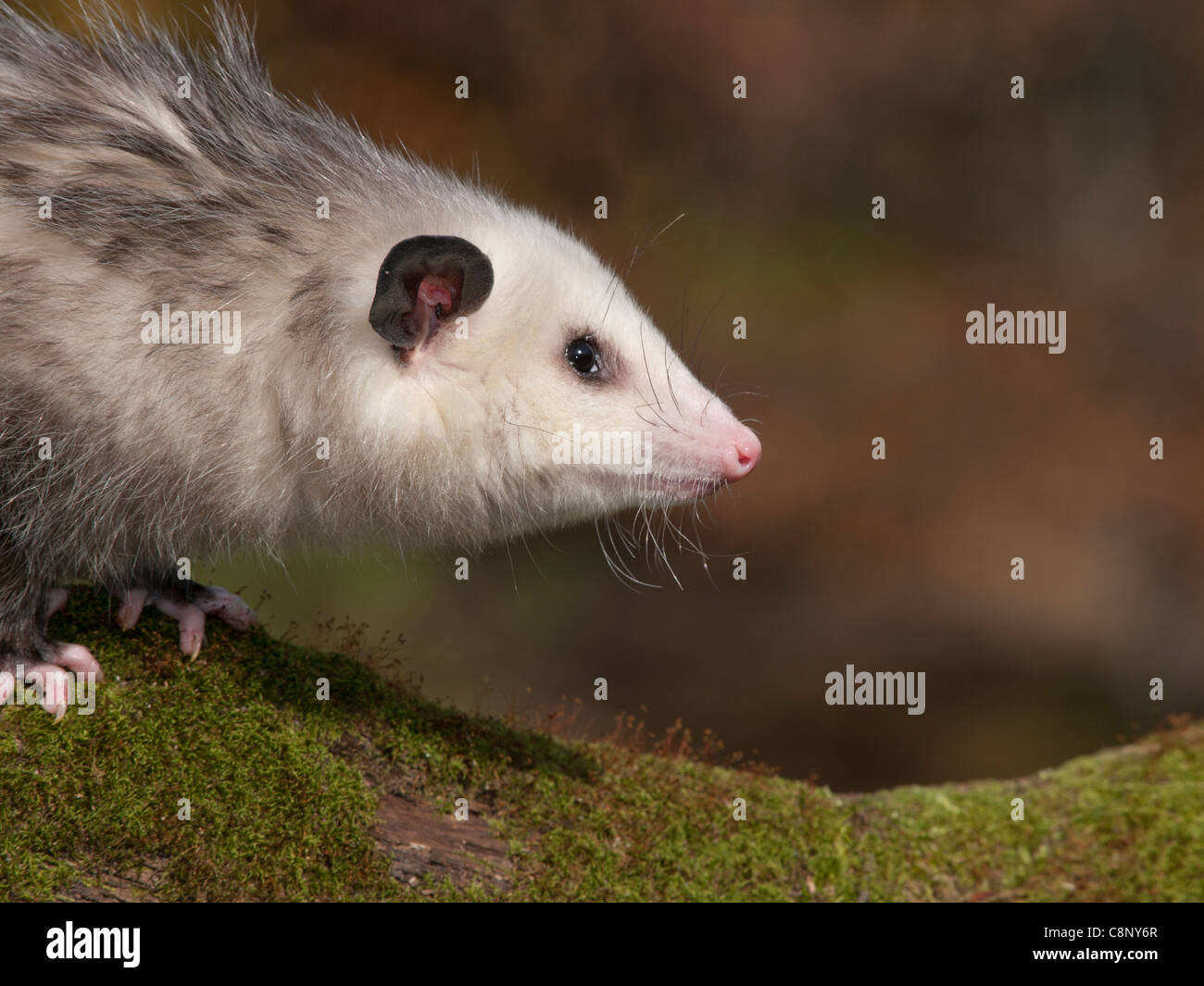 Opossum teeth immagini e fotografie stock ad alta risoluzione - Alamy