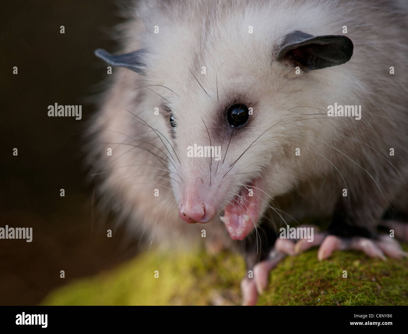Opossum teeth immagini e fotografie stock ad alta risoluzione - Alamy