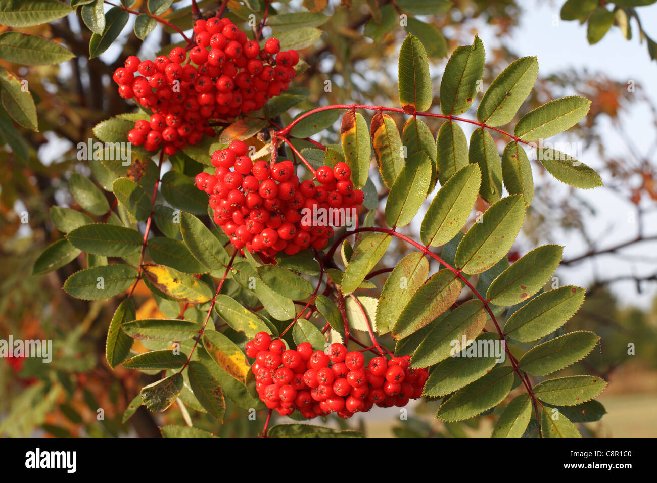 Albero sorbus immagini e fotografie stock ad alta risoluzione - Alamy