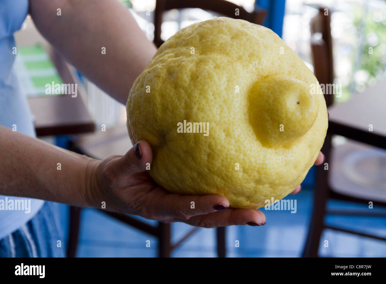 Grande agrumi Limoni Positano " Costiera Amalfitana " Amalfi Foto stock ...