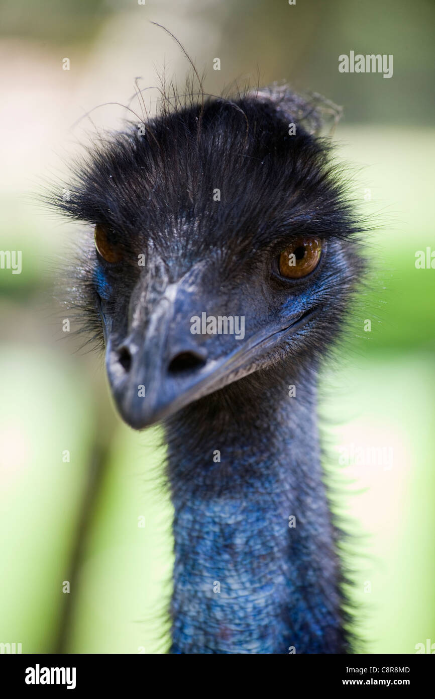 Emu australia immagini e fotografie stock ad alta risoluzione - Alamy