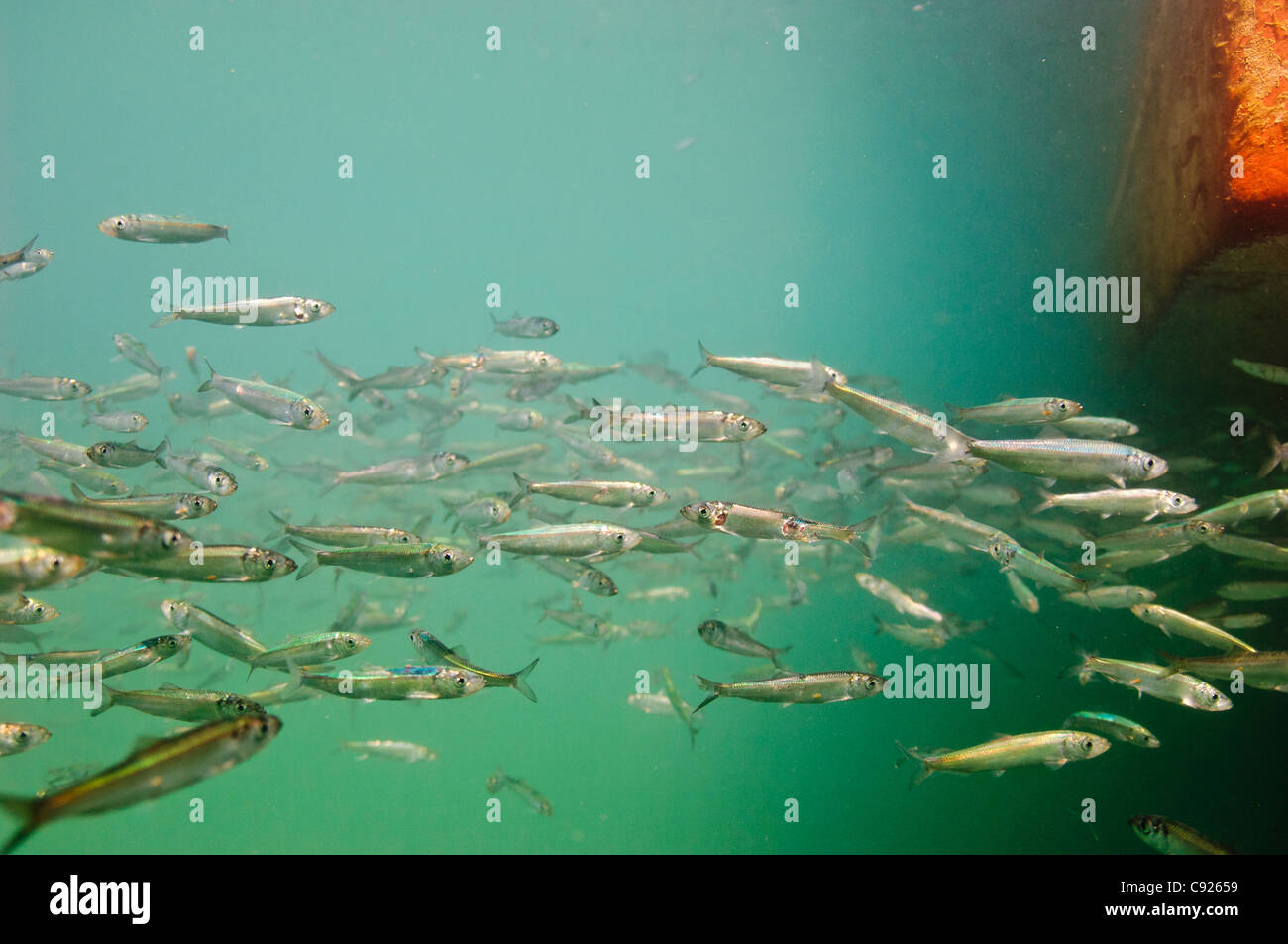 Aringa pacifica clupea pallasi immagini e fotografie stock ad alta ...