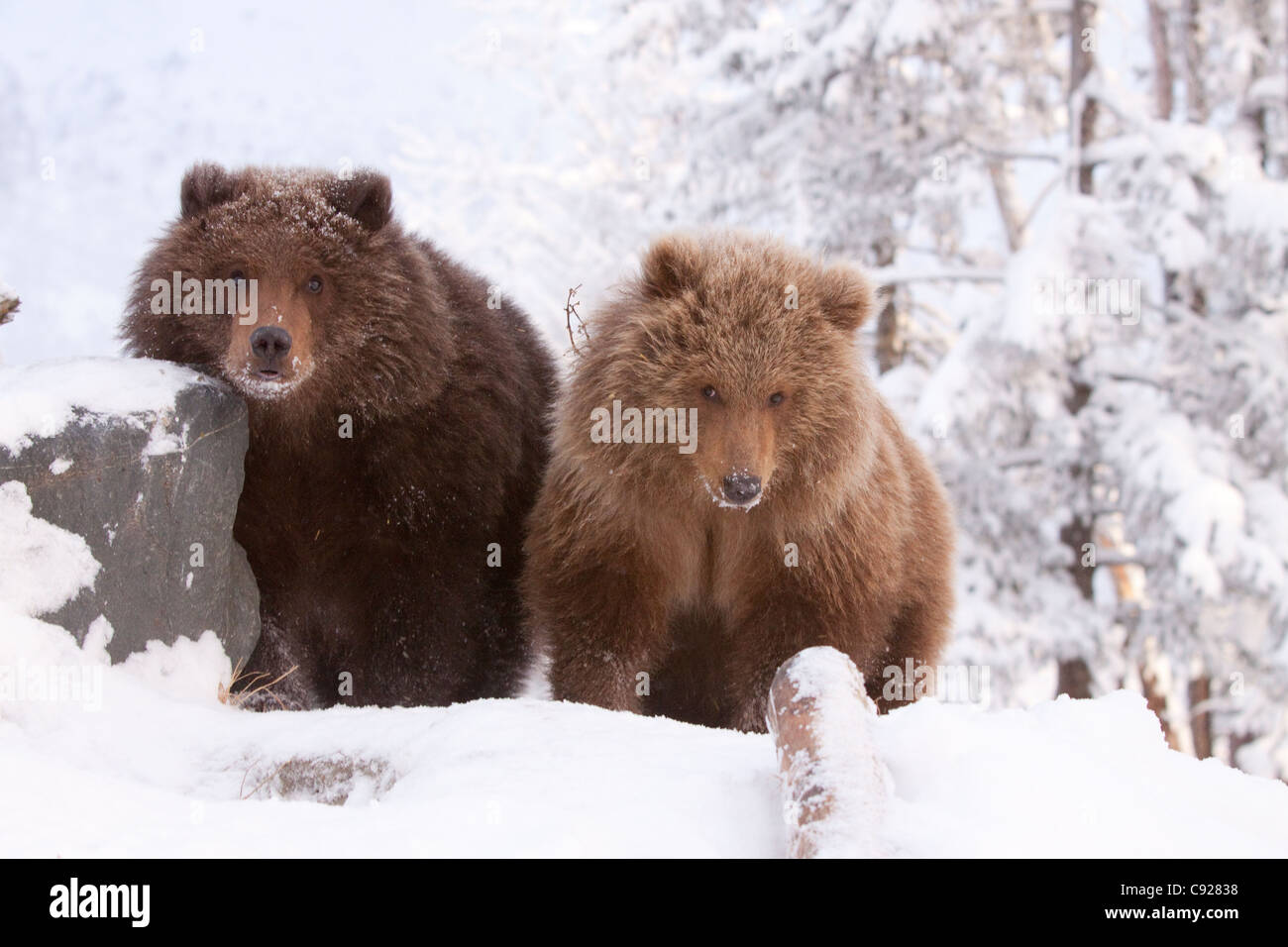 Orsi Bruni Dell'alaska Immagini e Fotos Stock - Alamy