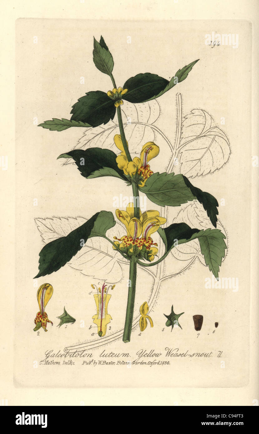 Archangel drawing immagini e fotografie stock ad alta risoluzione - Alamy