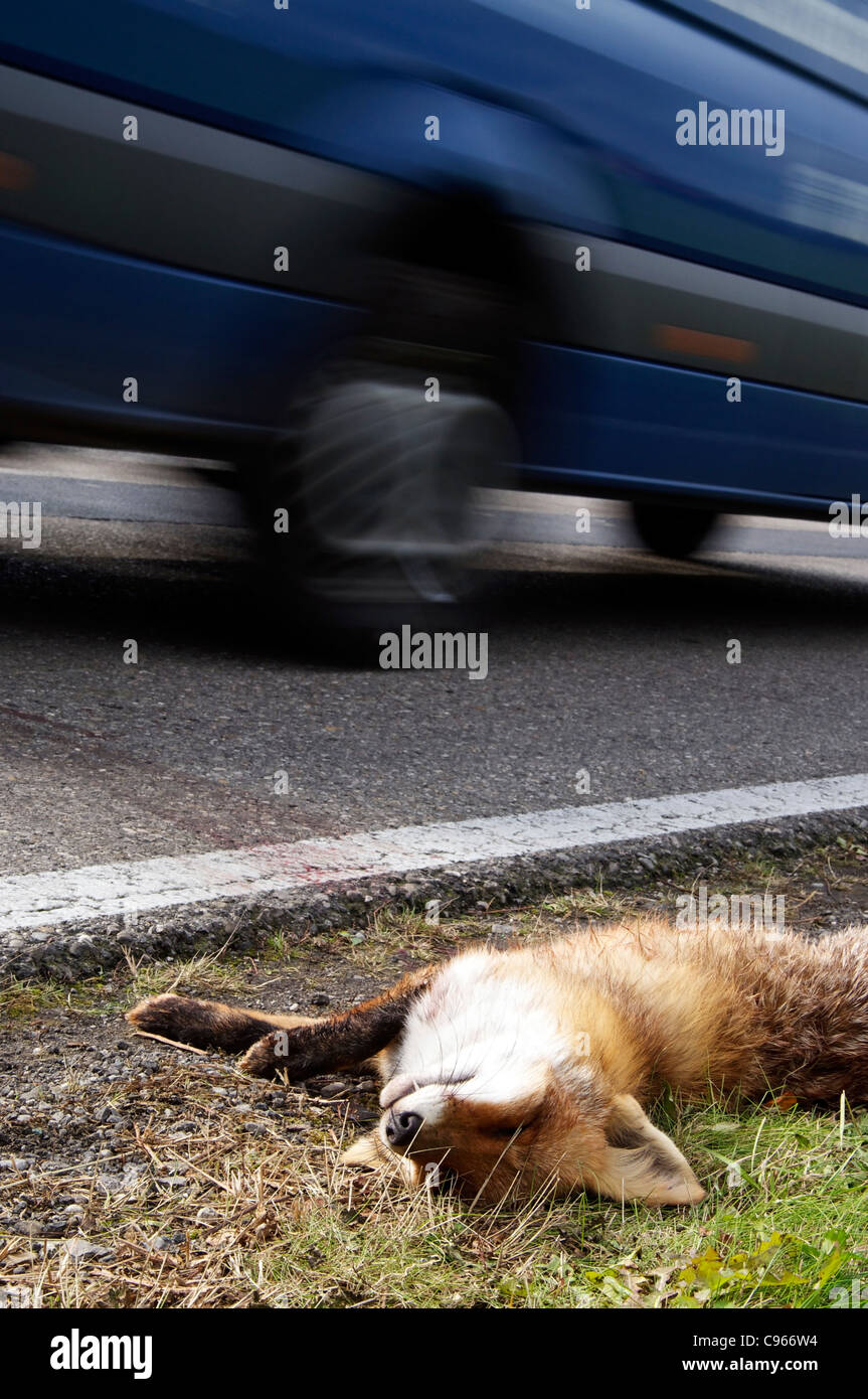 Roadkill volpe immagini e fotografie stock ad alta risoluzione - Alamy