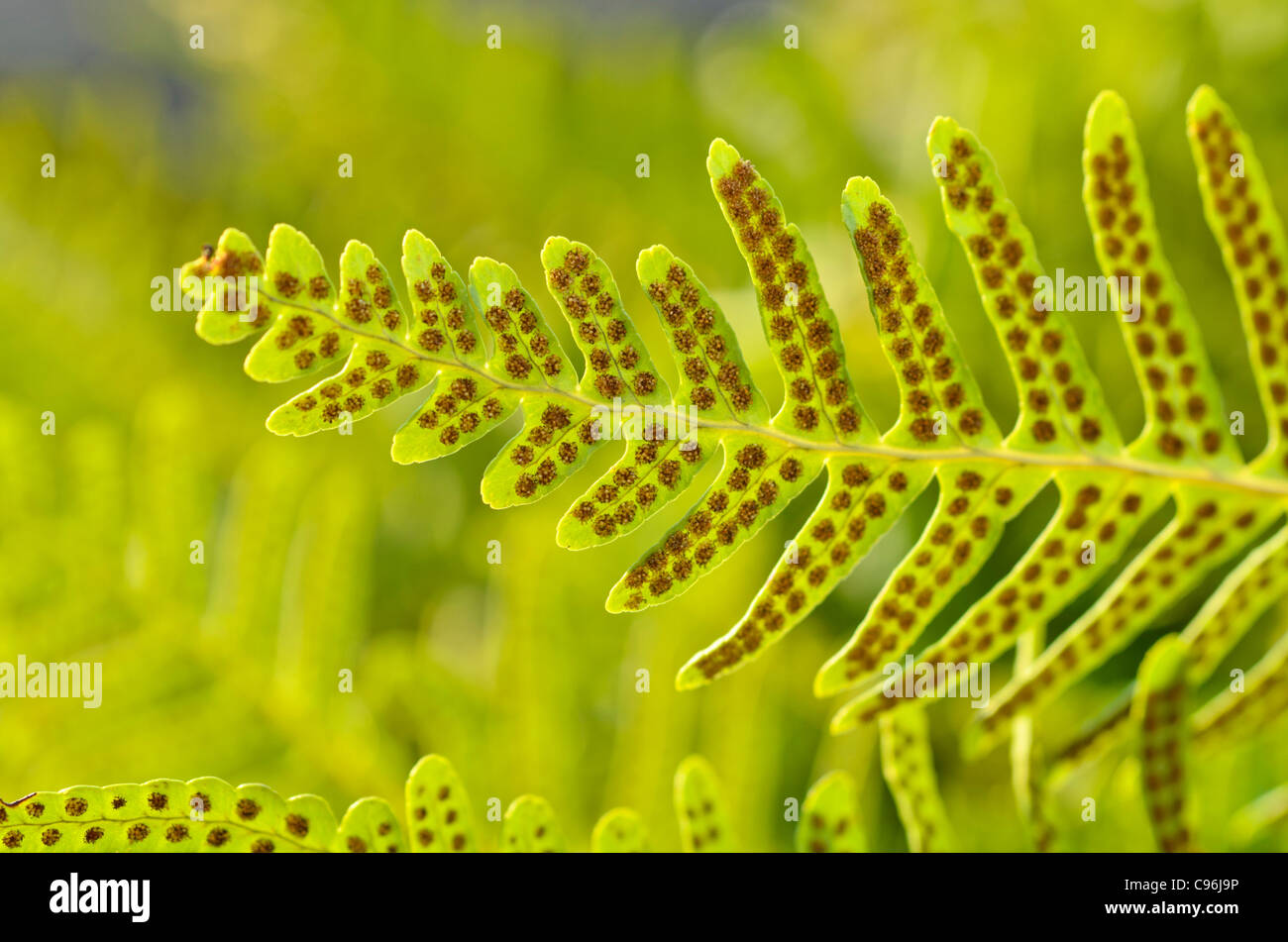 Polypodium vulgare immagini e fotografie stock ad alta risoluzione - Alamy
