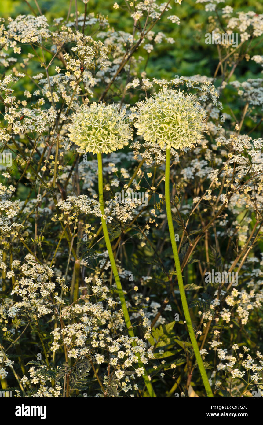 Cerfoglio bulboso immagini e fotografie stock ad alta risoluzione - Alamy