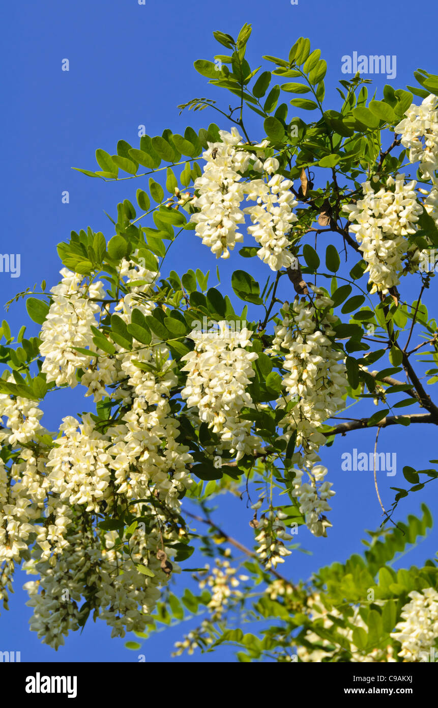 Robinia pseudoacacia tree immagini e fotografie stock ad alta ...