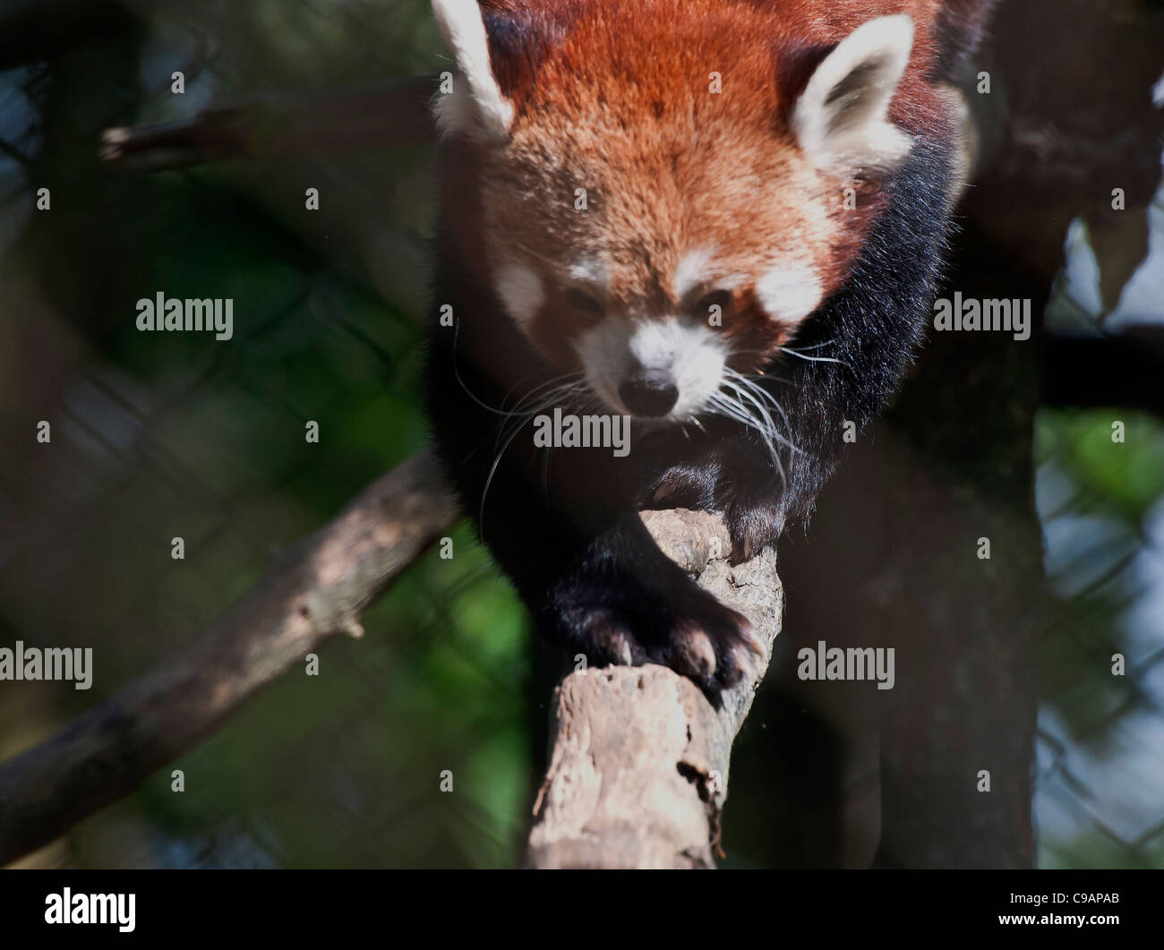 Faccia da panda rosso immagini e fotografie stock ad alta risoluzione ...