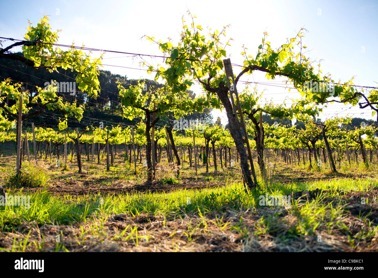 Vitigni italiani immagini e fotografie stock ad alta risoluzione - Alamy