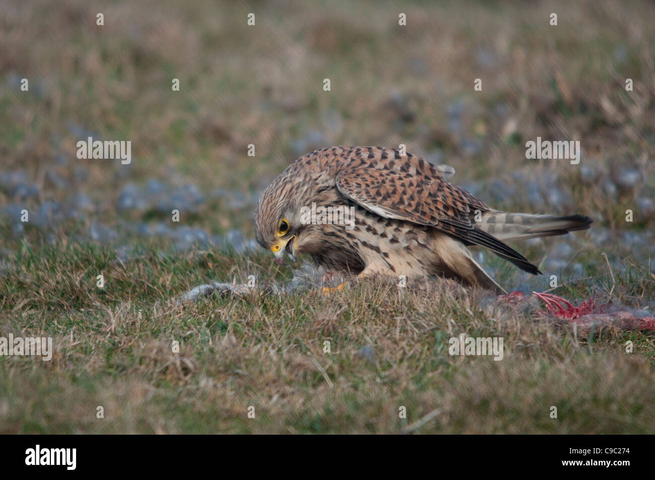 Maschio gheppio falco tinnunculus immagini e fotografie stock ad alta ...