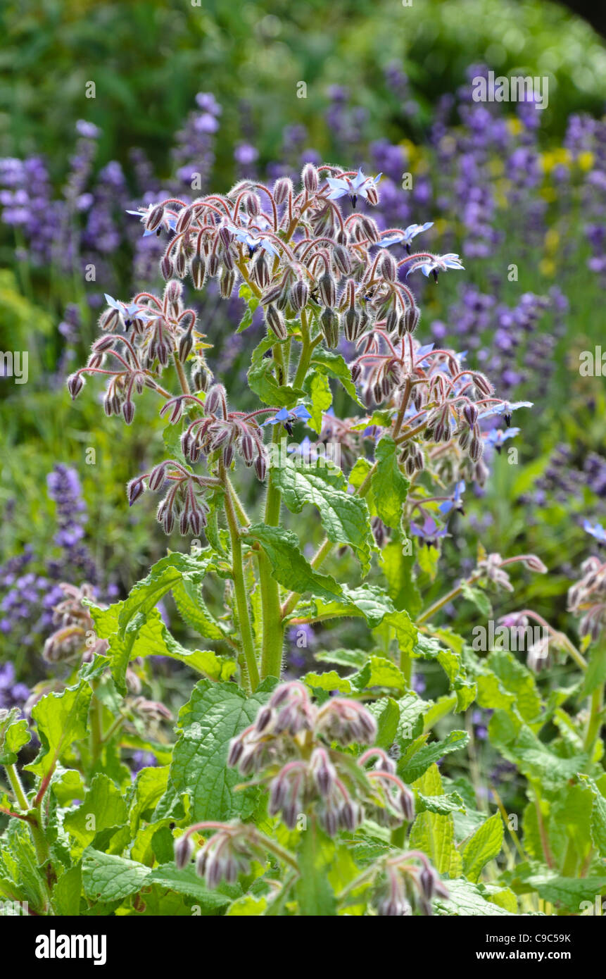 Pianta di borragine con fiori blu borago officinalis immagini e ...