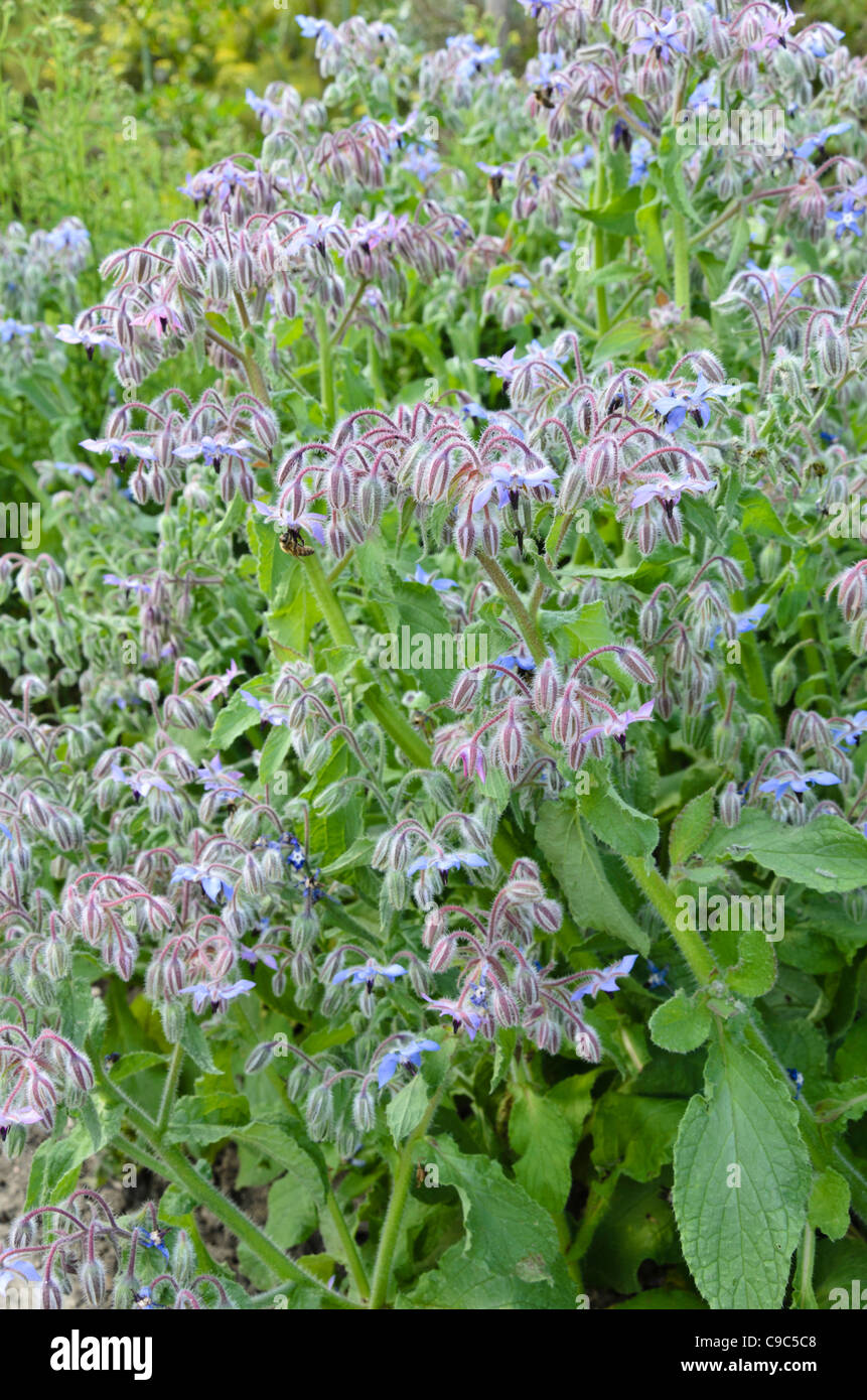 Pianta di borragine con fiori blu borago officinalis immagini e ...