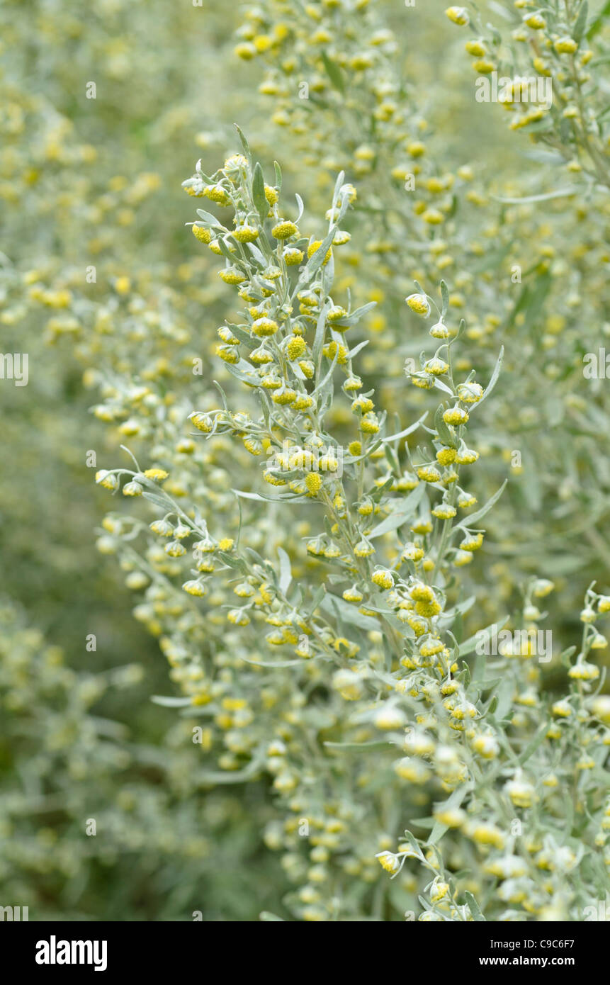 Artemisia absinthium immagini e fotografie stock ad alta risoluzione ...