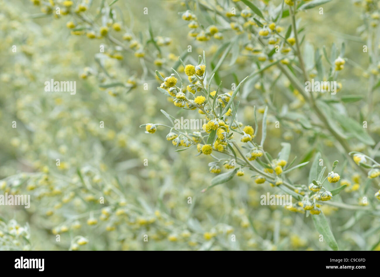Artemisia absinthium immagini e fotografie stock ad alta risoluzione ...