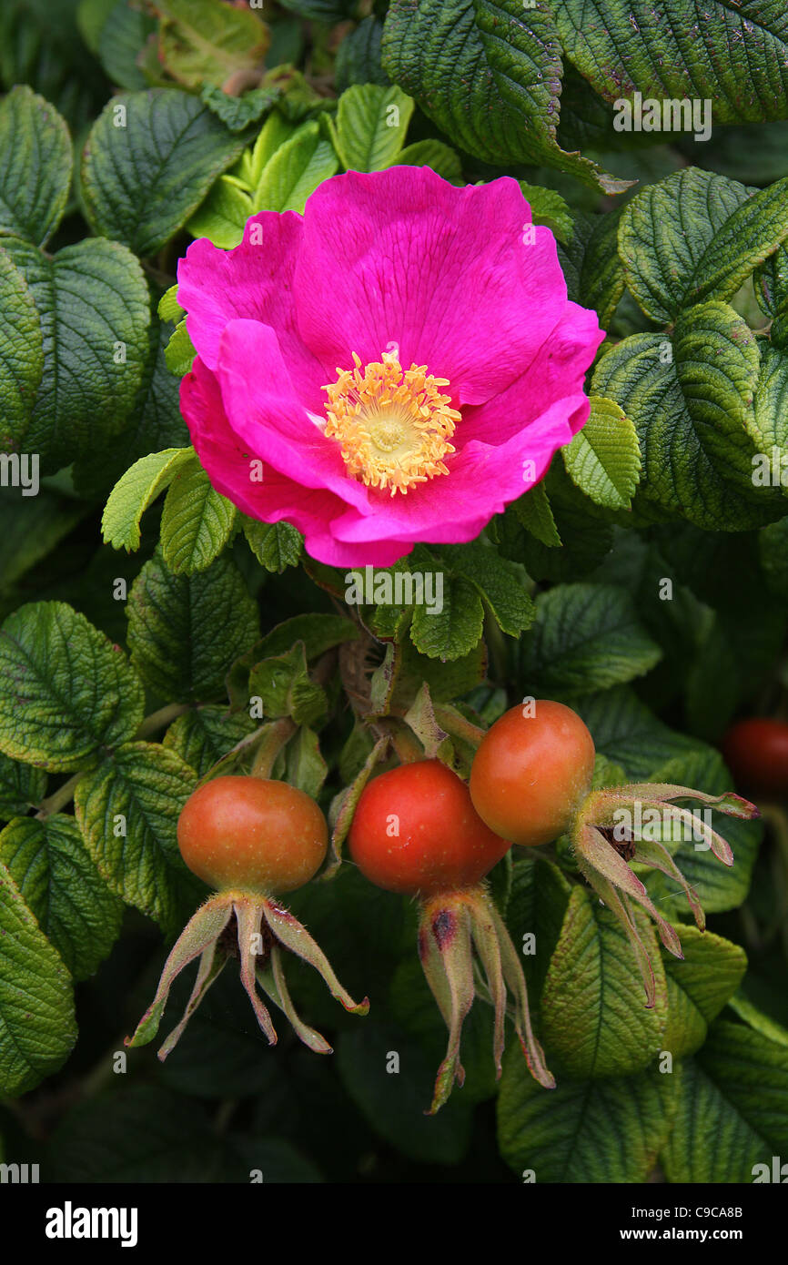 Large seed pods immagini e fotografie stock ad alta risoluzione - Alamy
