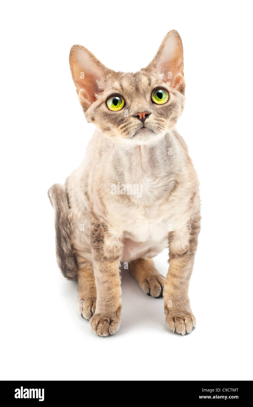 Gatto devon rex immagini e fotografie stock ad alta risoluzione - Alamy
